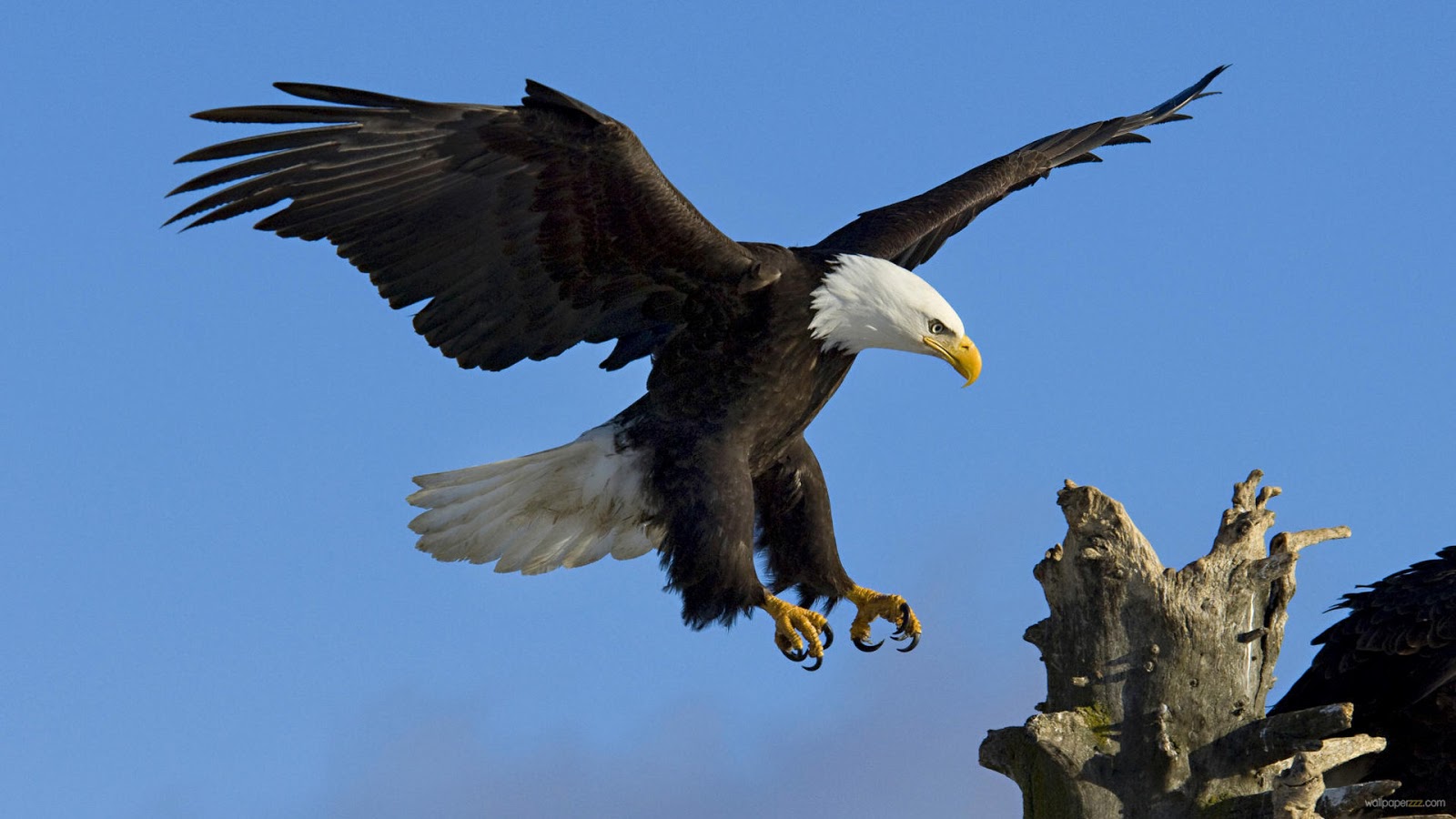 Soaring With Eagles at Guntersville State Park, Alabama – Tami's Trippin'